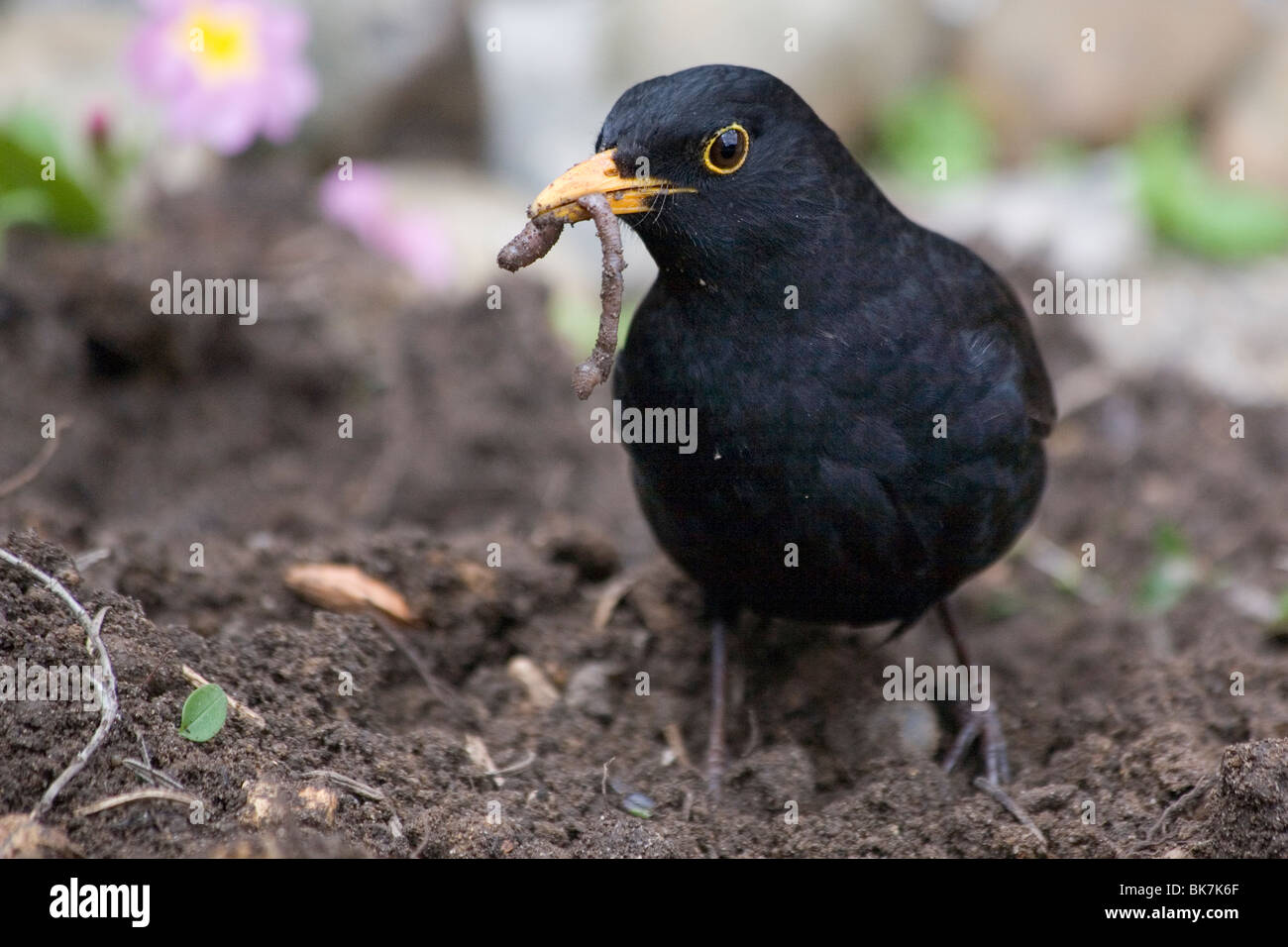 Bird With Worm High Resolution Stock Photography and Images - Alamy