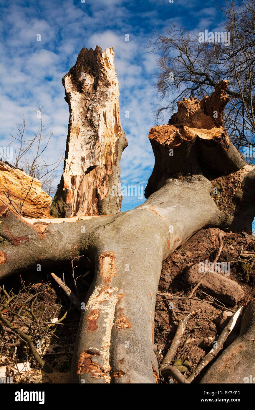 Big Rotten Tree Cut Down,, A Detailed Explanation – OG Artland