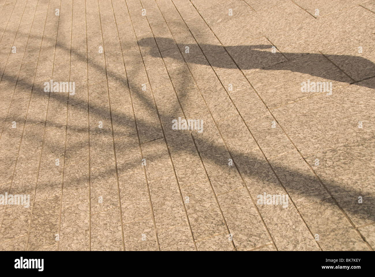 shadow of a human figure and a leafless tree on the pavement or ...