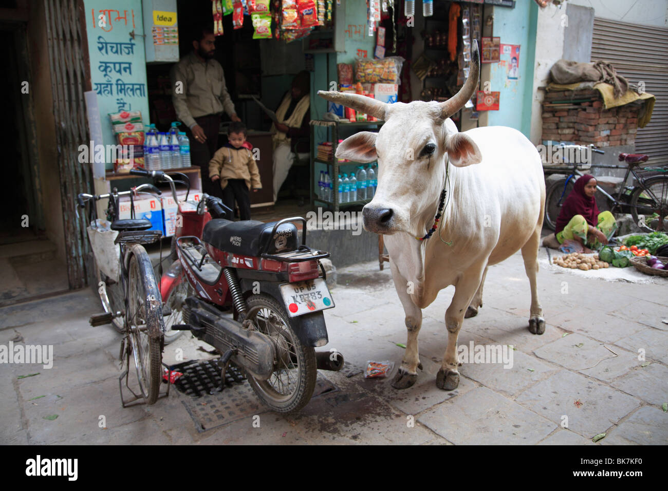 Cow standing next to motorbike and bicycle in an alley in the Old City ...