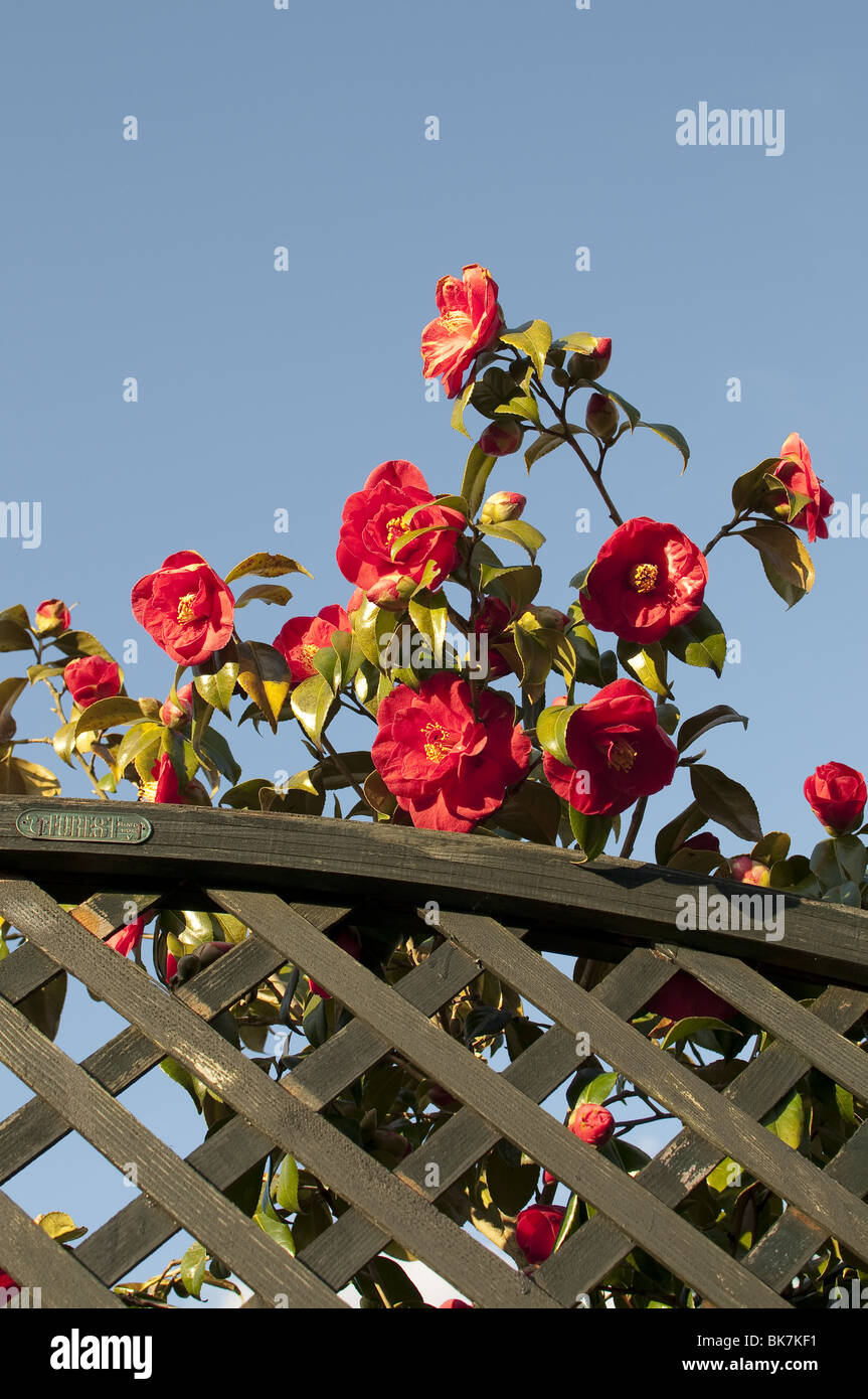 Camellia shrub hanging over wooden fence Stock Photo - Alamy