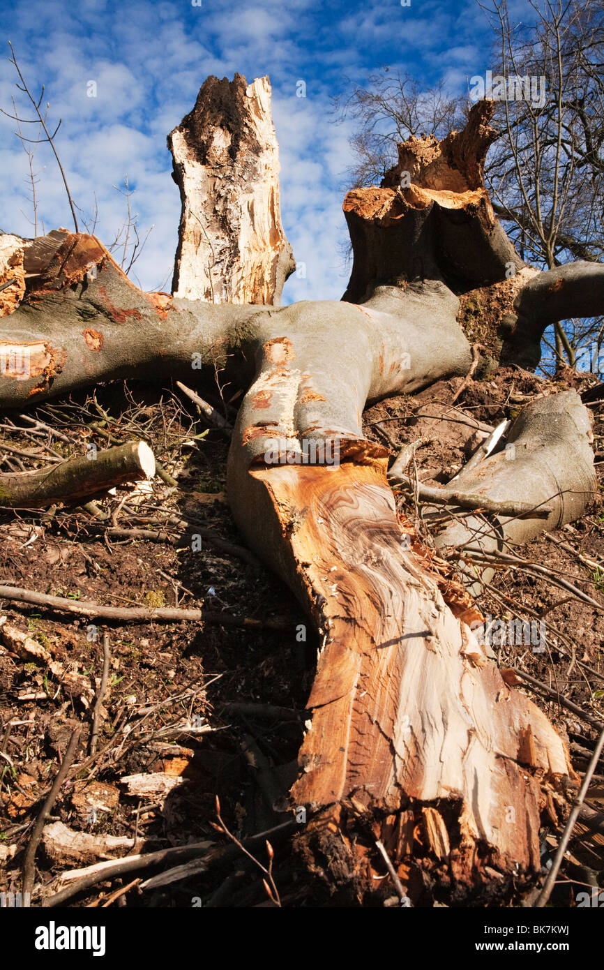 An old rotten tree torn down for safety reasons and broken into pieces ...