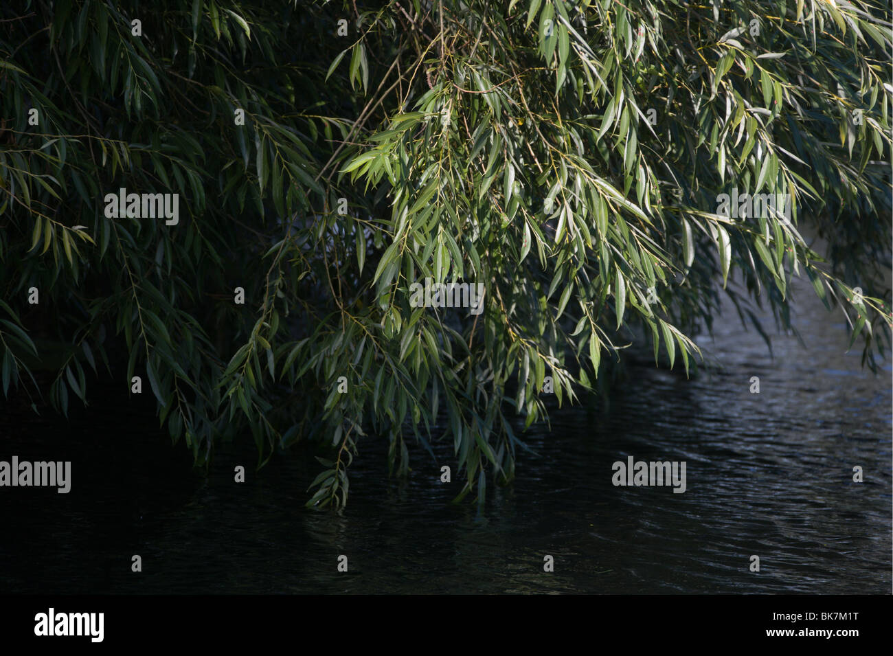 weeping willow river ouse felmersham Stock Photo - Alamy