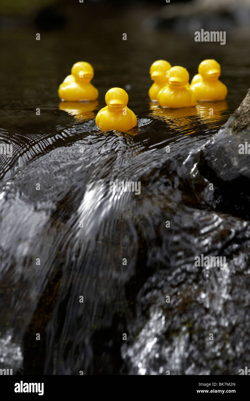Racing ducks hi-res stock photography and images - Alamy