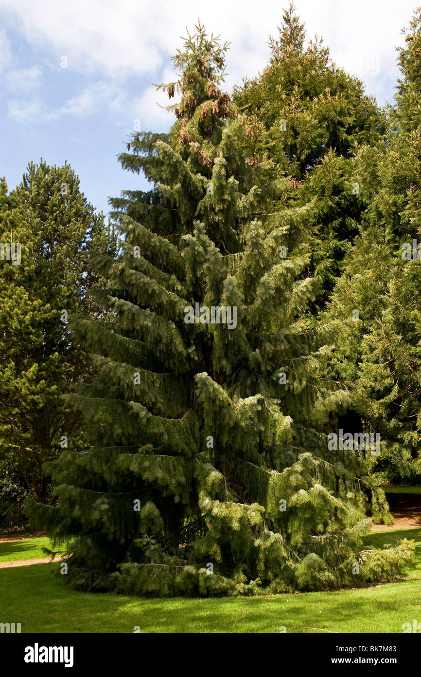 The Brewers Weeping Spruce [Picea breweriana] at the Dundee Botanic ...