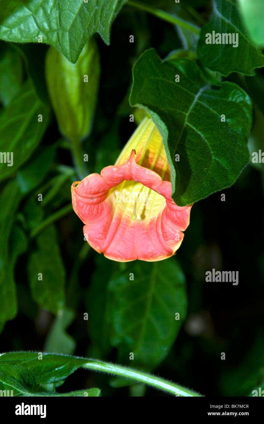 Wavy trumpet hi-res stock photography and images - Alamy