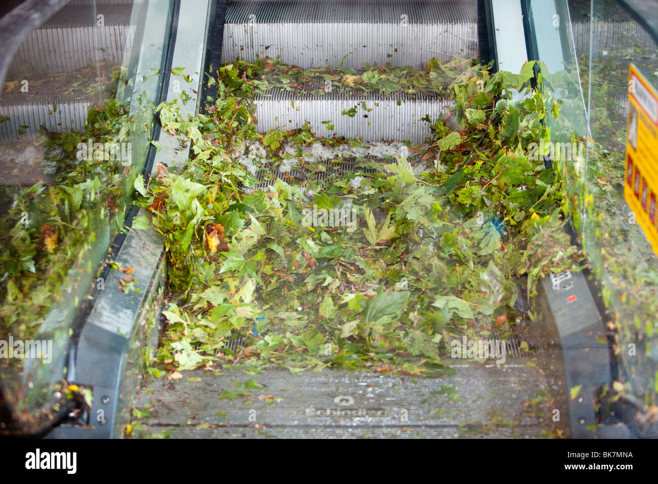 Damage from the worst tropical storm to hit Melbourne in over 100 years ...