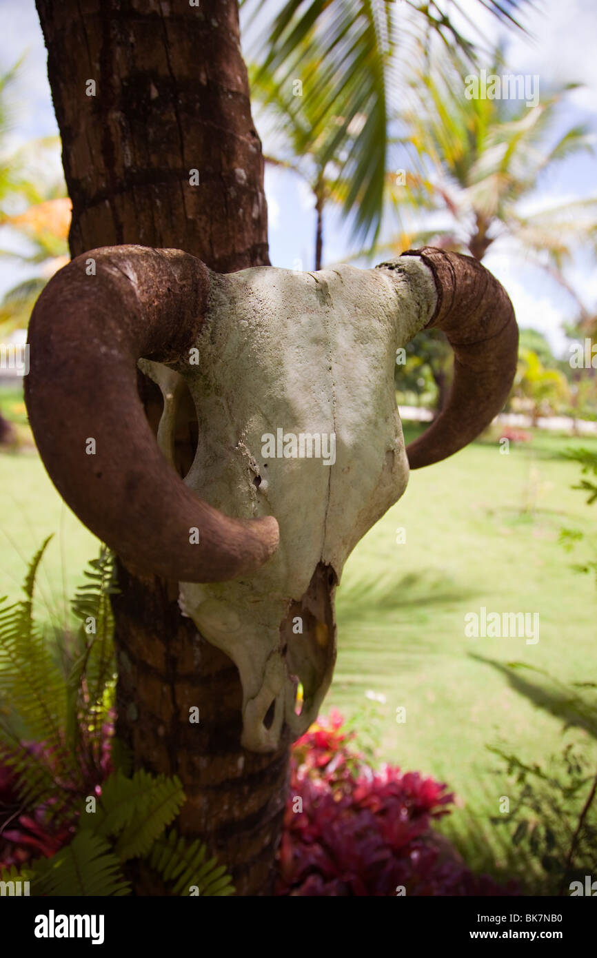 Large skull hi-res stock photography and images - Alamy