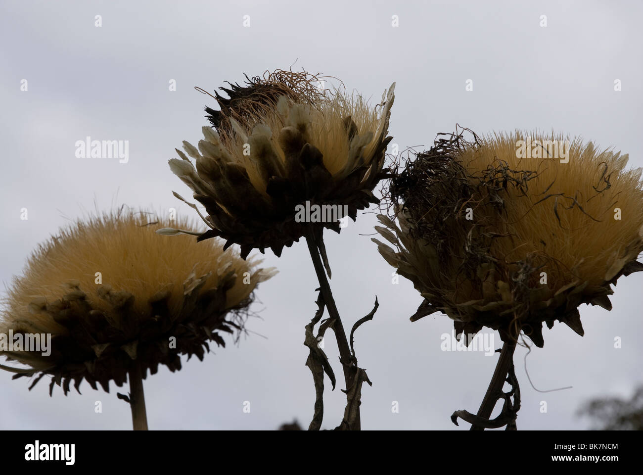 Cardoon seed heads hi-res stock photography and images - Alamy
