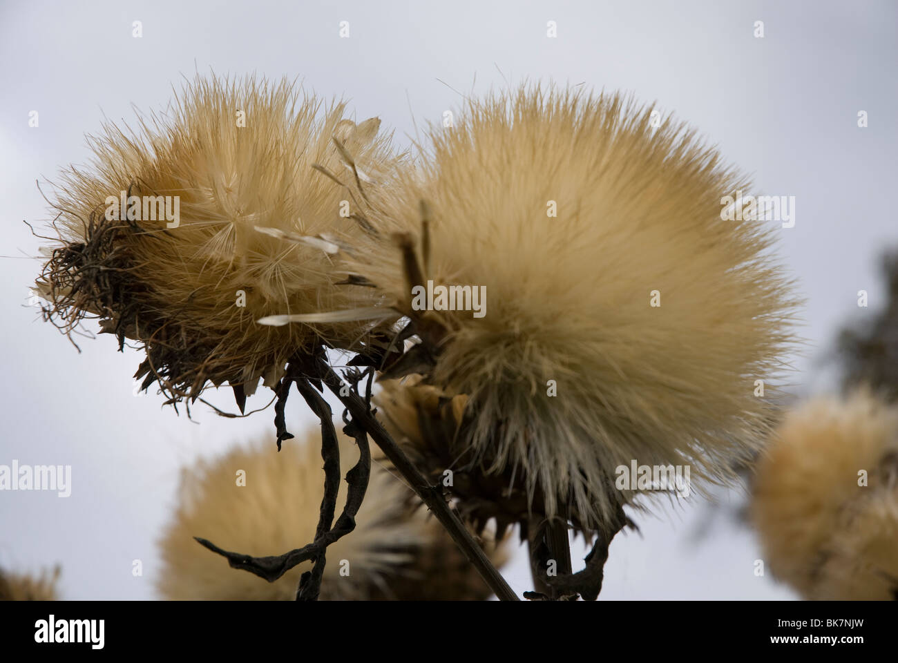 Seed heads of the Cardoon Cynara Cardunculus Compositae West London UK ...