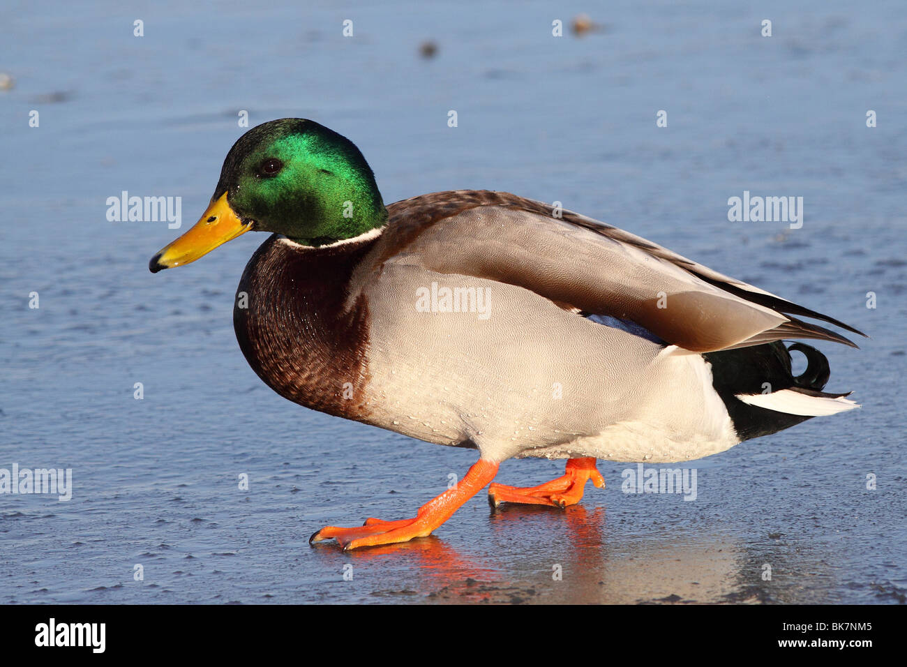 Male mallard duck walks hi-res stock photography and images - Alamy