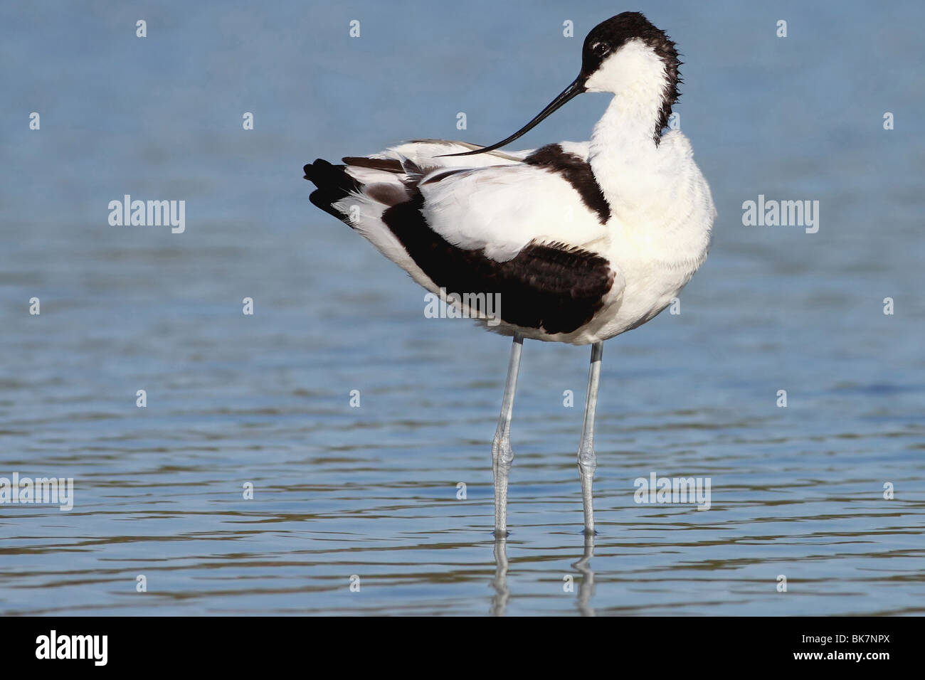Avocet side view hi-res stock photography and images - Alamy