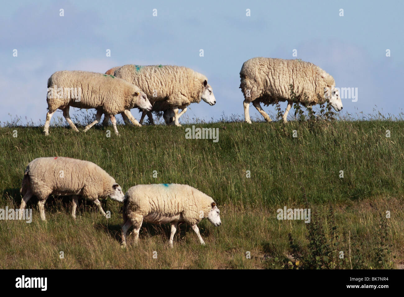 Sheeps sheep hi-res stock photography and images - Alamy