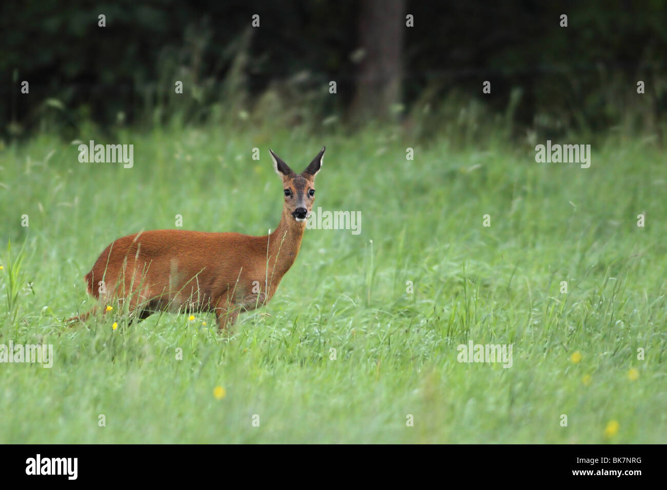 Landscape format of roe deer hi-res stock photography and images - Alamy