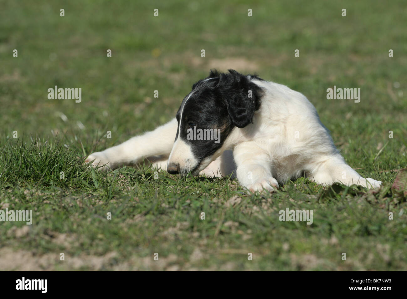 Borzoi puppy hi-res stock photography and images - Alamy