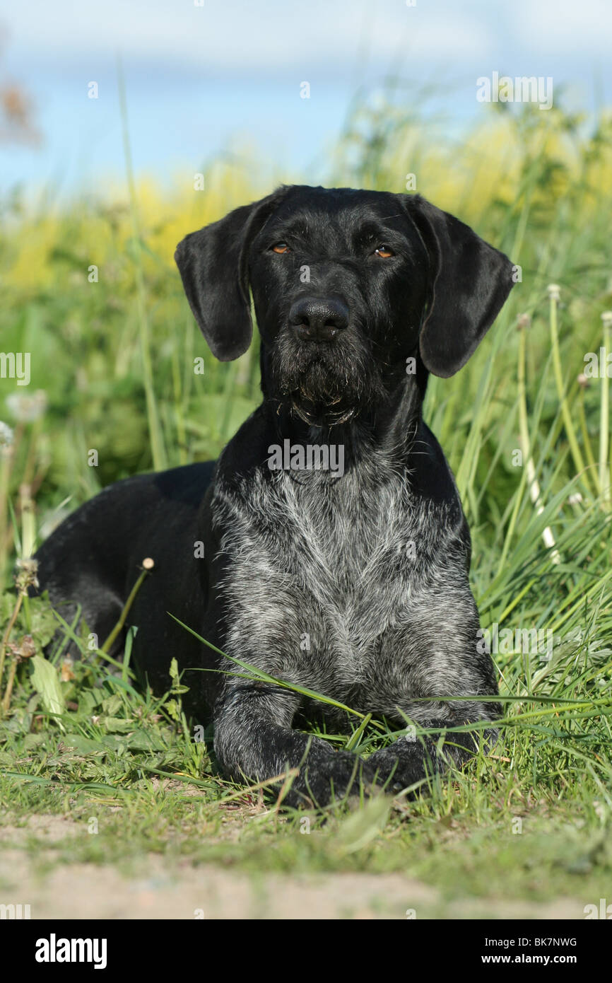 German Wirehaired Pointer Stock Photo - Alamy