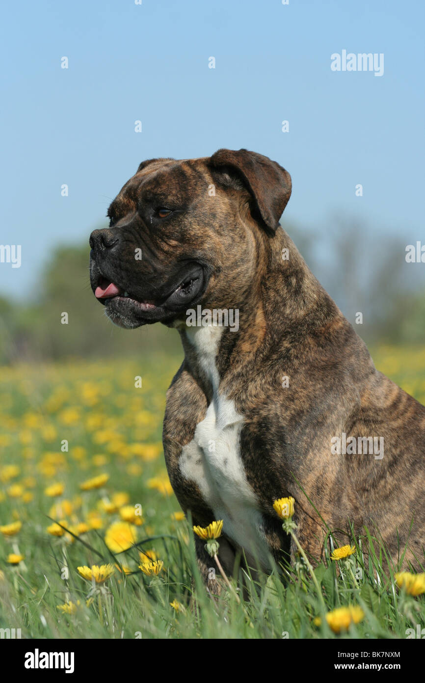 Male boxer dog hi-res stock photography and images - Alamy