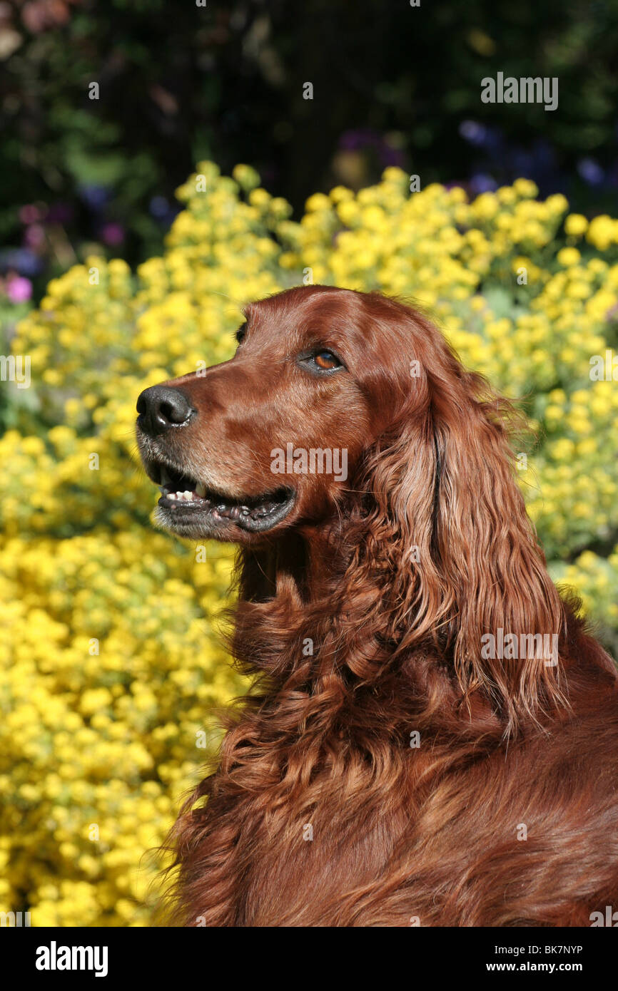 Irish Red Setter Stock Photo - Alamy