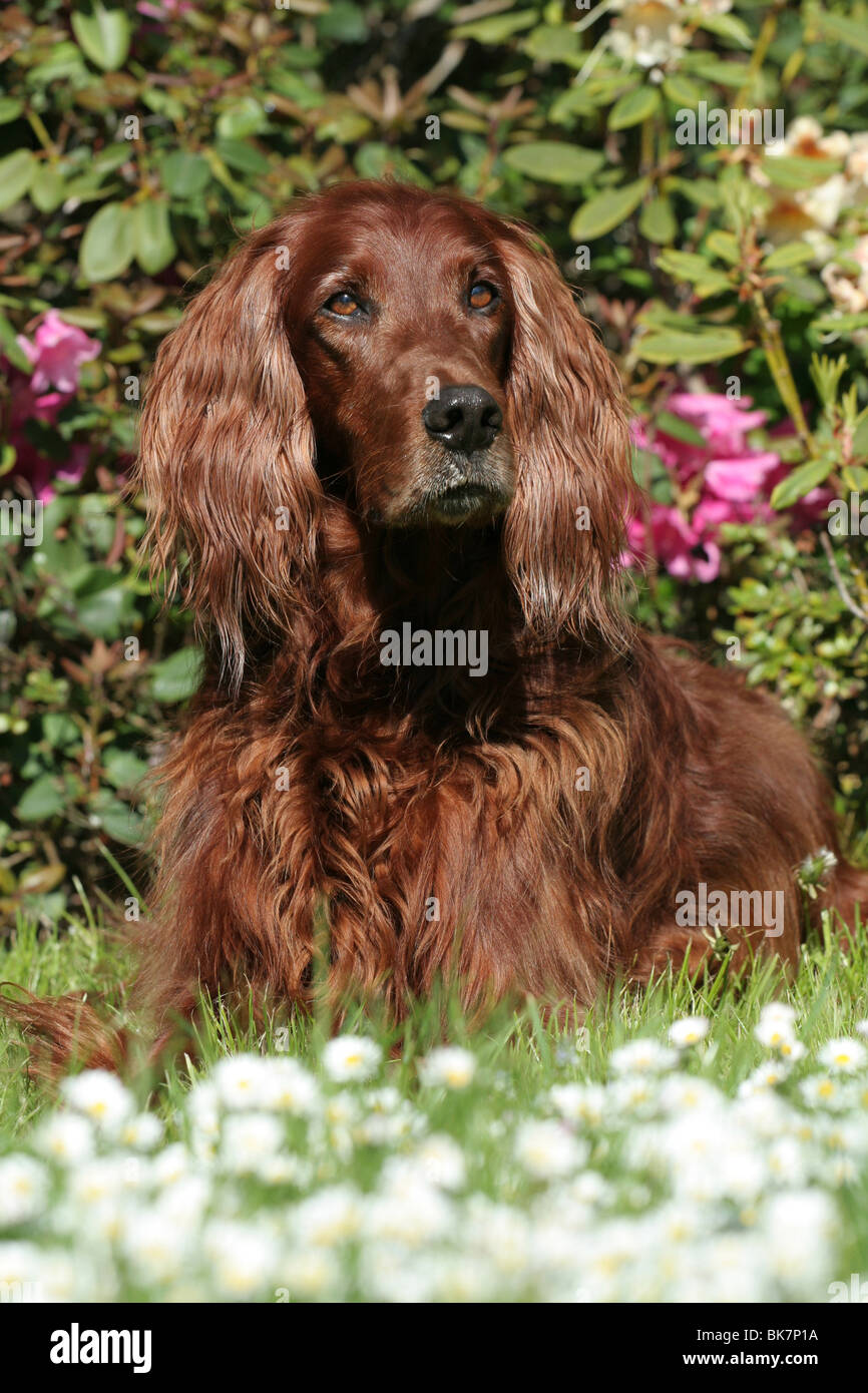 Irish Red Setter Stock Photo - Alamy