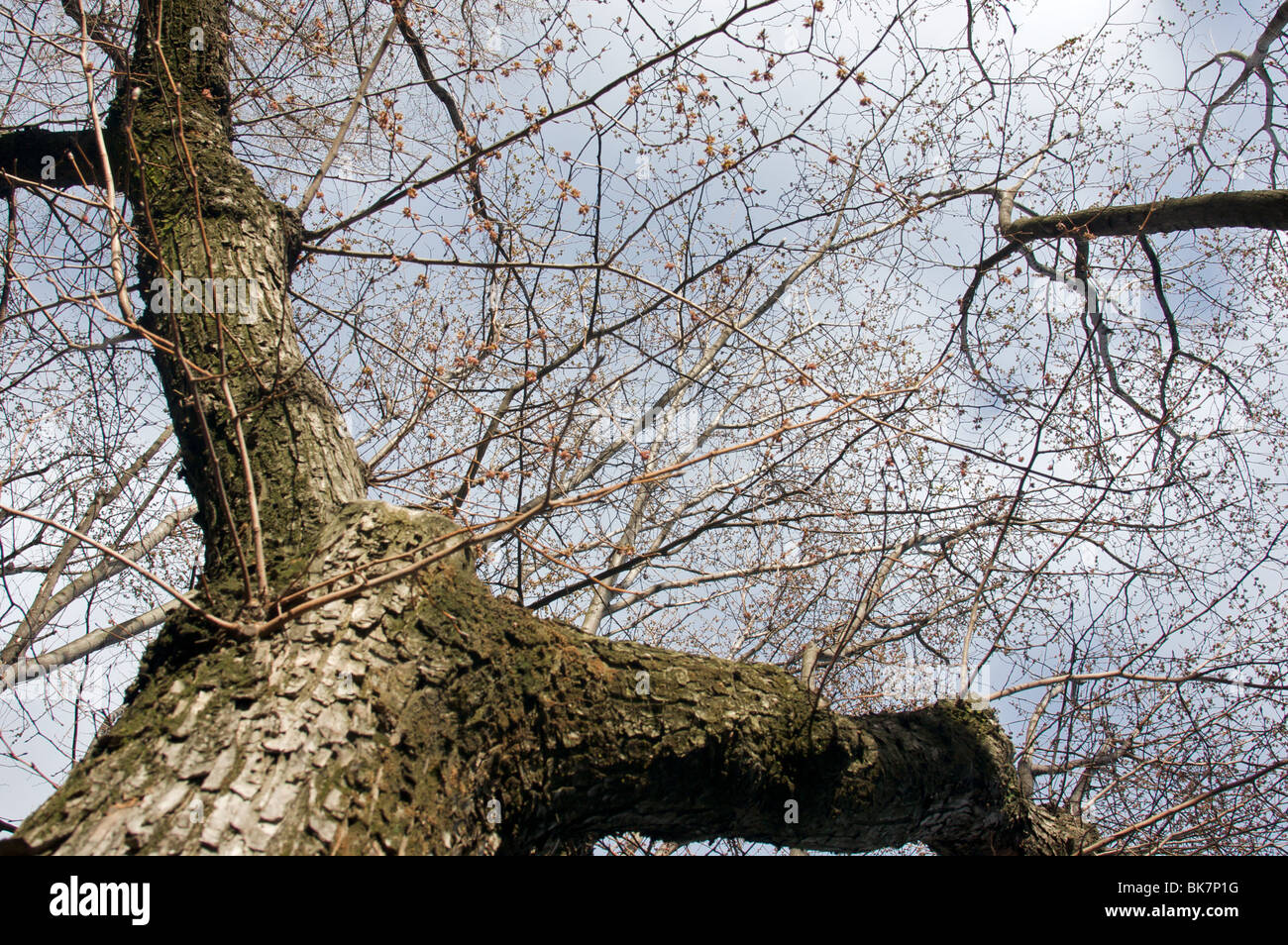 Spring ­ a tree coming back to life under spring sky Stock Photo - Alamy