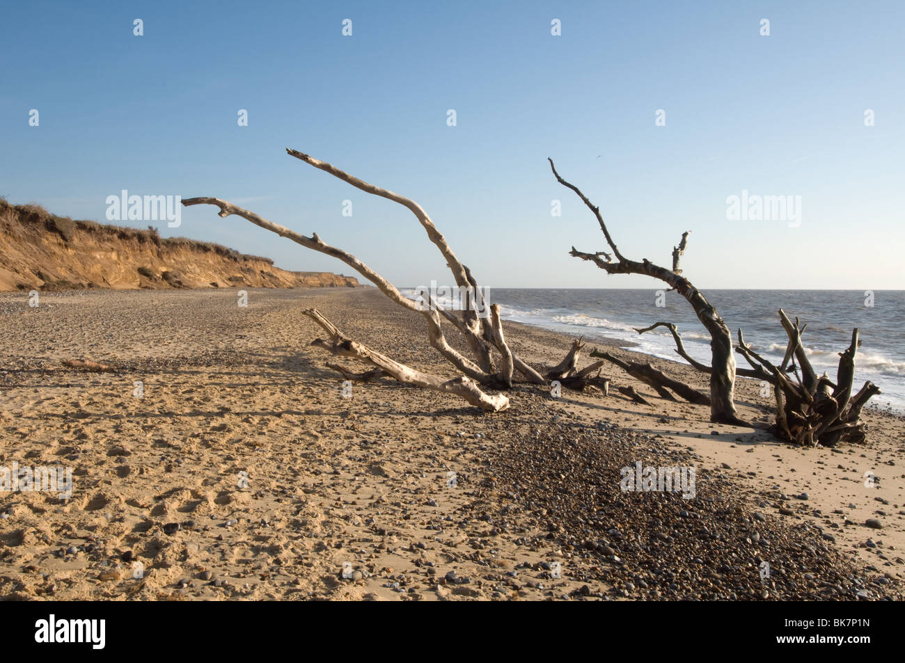 Dead Tree on the Beach with clifftops and trees at Covehithe Suffolk ...