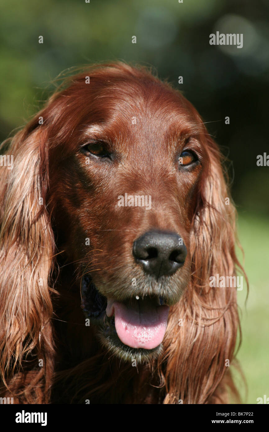 Irish Red Setter Stock Photo - Alamy