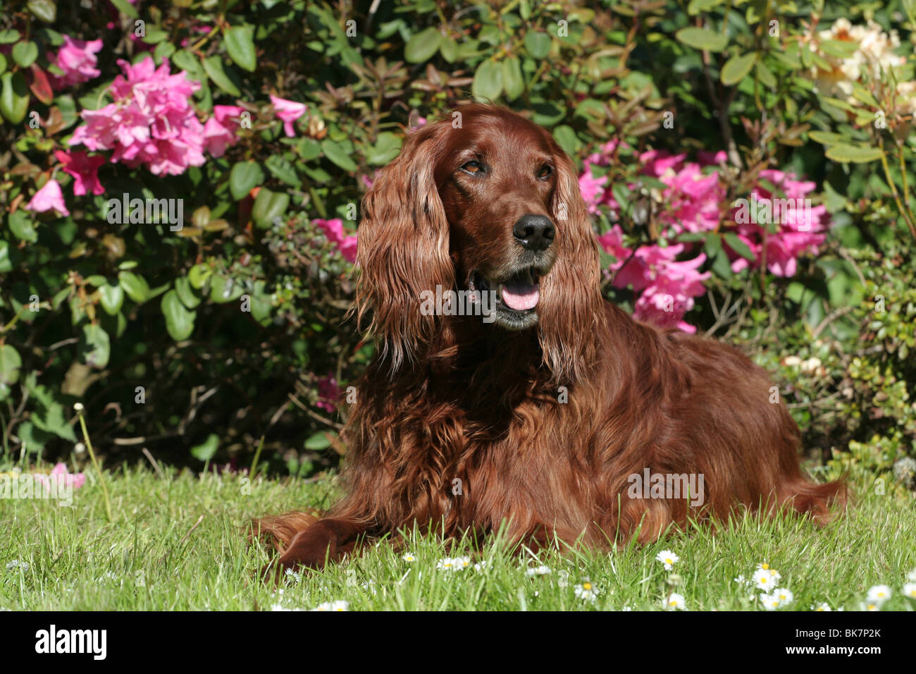 Irish Red Setter Stock Photo - Alamy