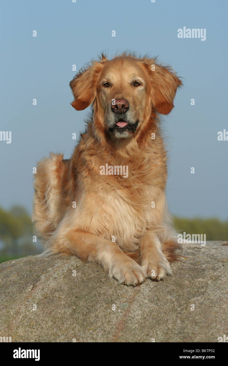 male Golden Retriever Stock Photo - Alamy