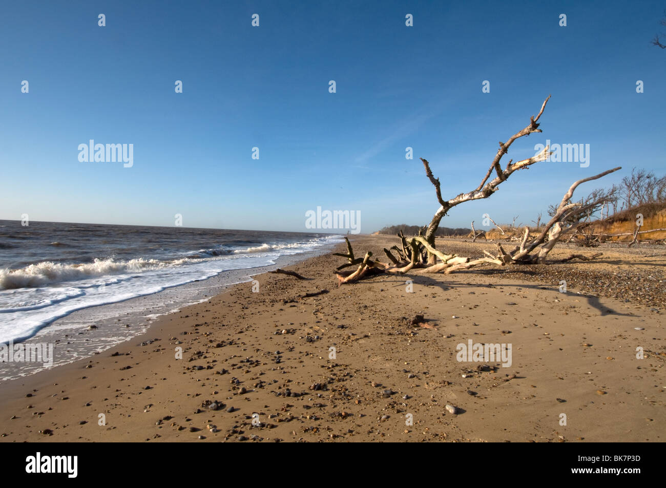Dead tree beach hi-res stock photography and images - Alamy