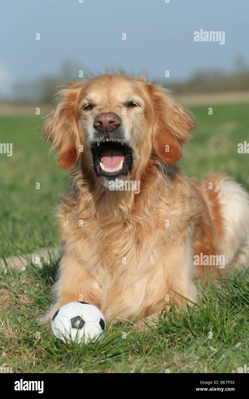Angry Golden Retriever