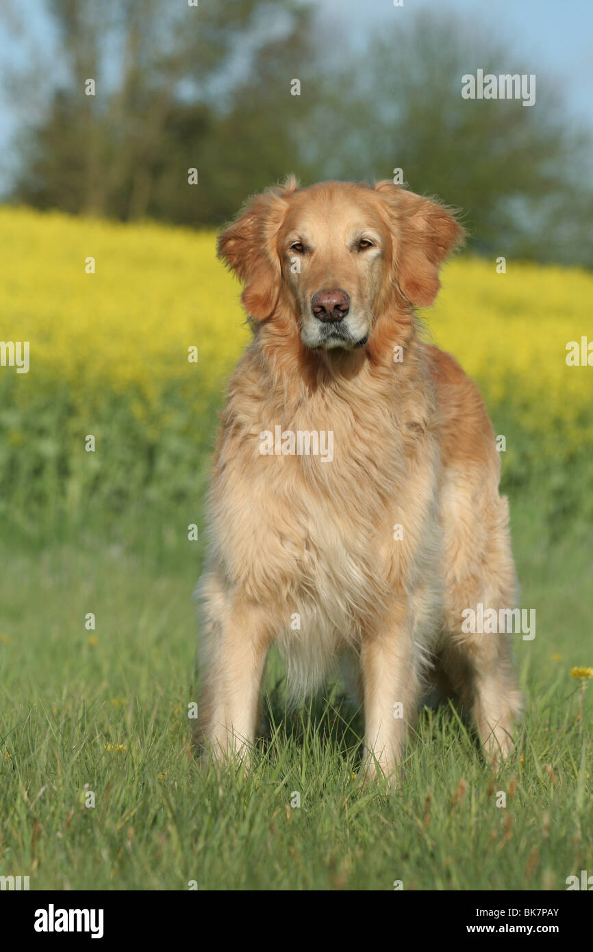 male Golden Retriever Stock Photo - Alamy