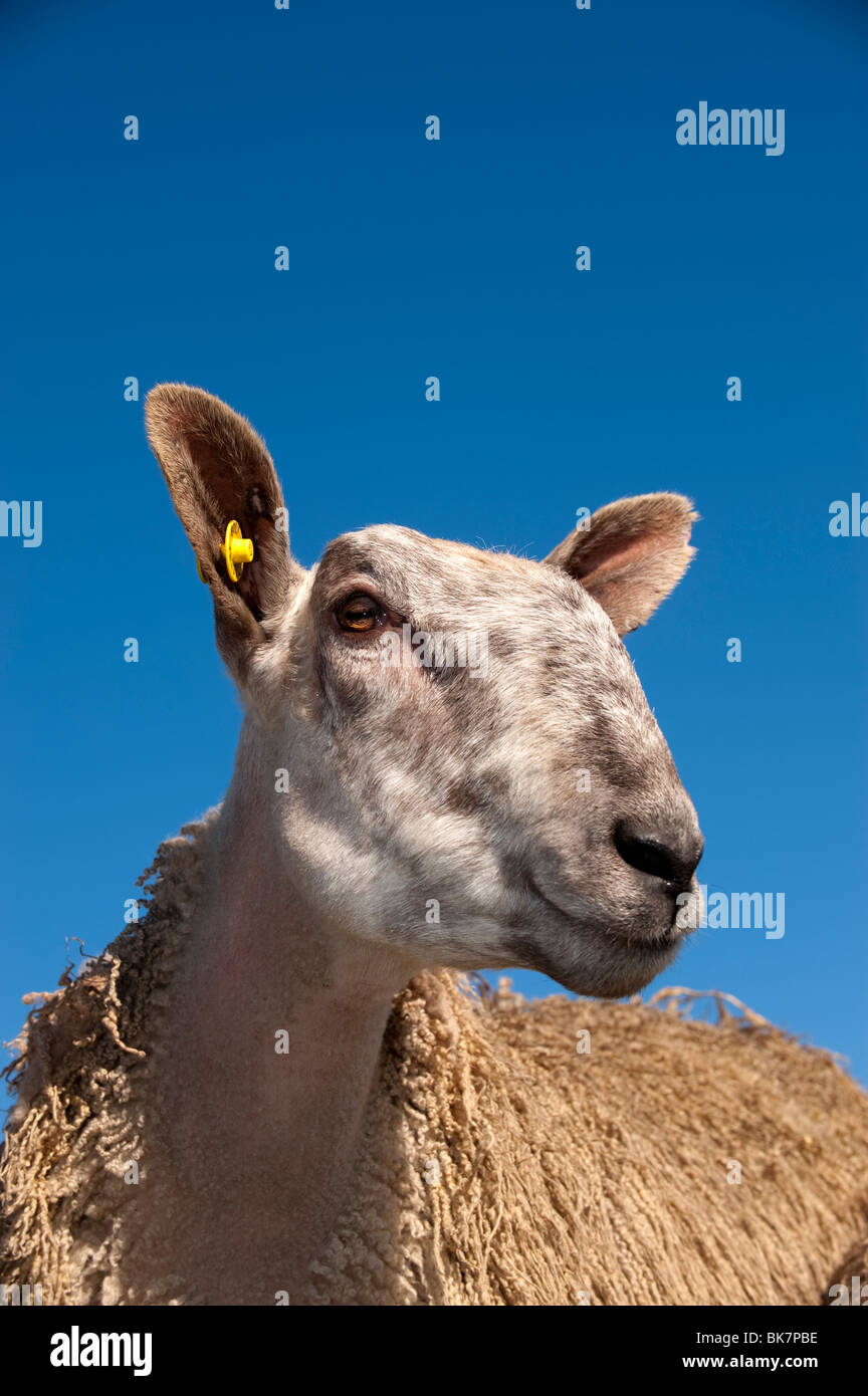 Leicester blue face sheep hi-res stock photography and images - Alamy