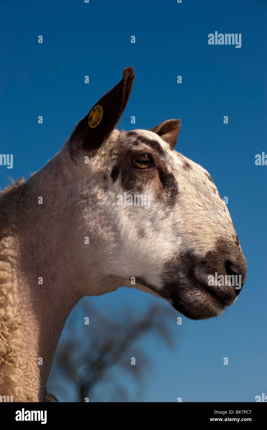 Blue Faced Leicester sheep at grass in early spring Stock Photo - Alamy