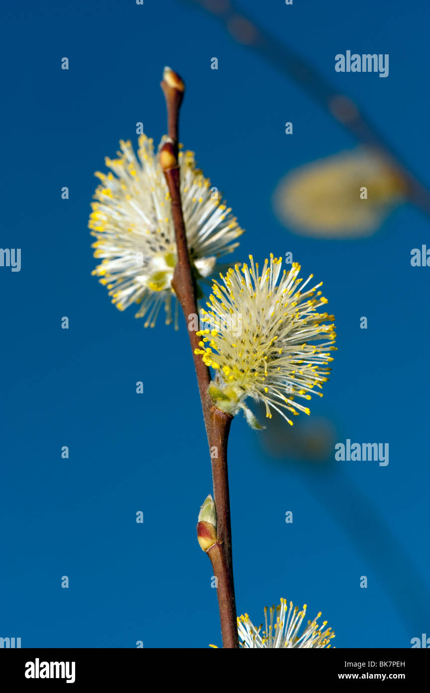 Sallow tree hi-res stock photography and images - Alamy