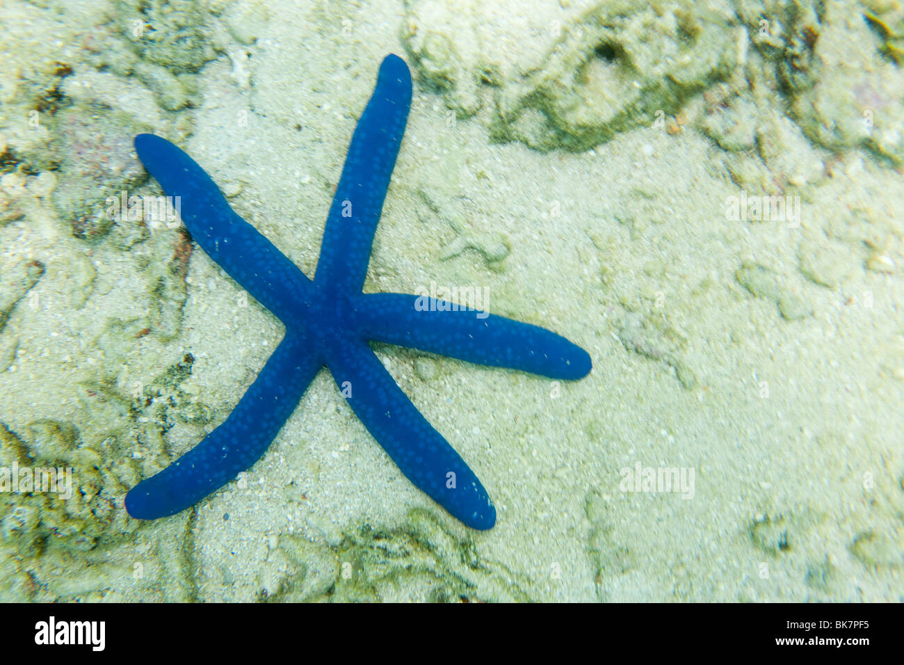 A blue starfish on the Great Barrier Reef, off Cairns, Queensland ...