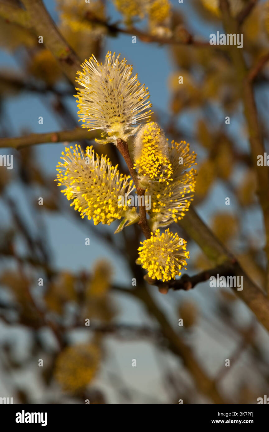 Sallow Tree High Resolution Stock Photography and Images - Alamy