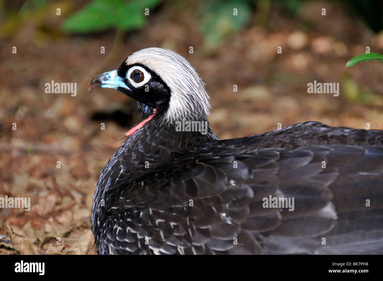 Black-fronted Piping-guan, Pipile jacutinga, head detail, Parque das ...
