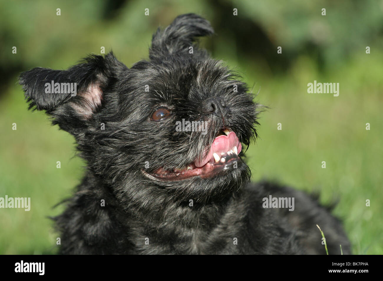 Affenpinscher dog hi-res stock photography and images - Alamy