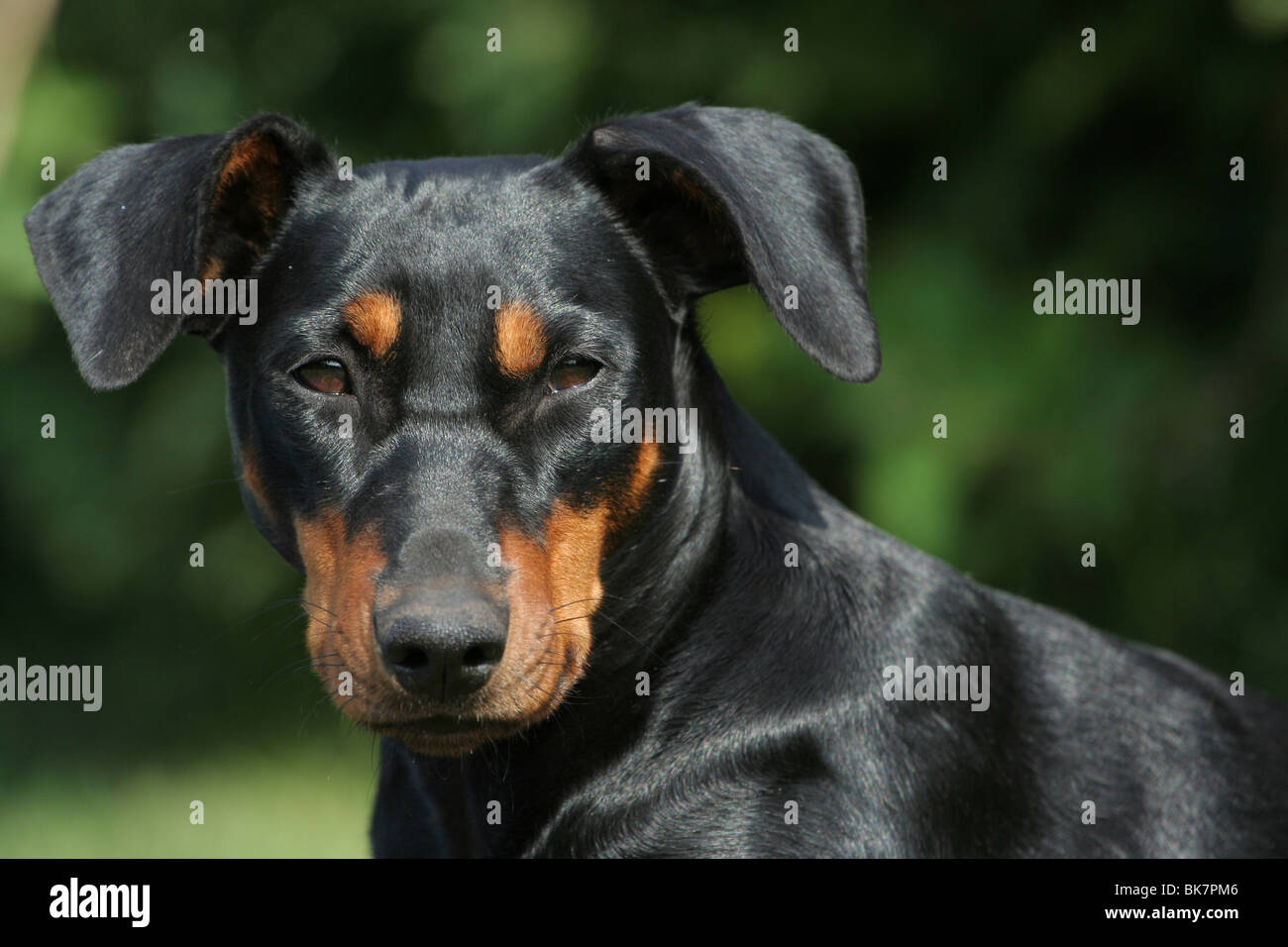 German Pinscher Portrait Stock Photo - Alamy