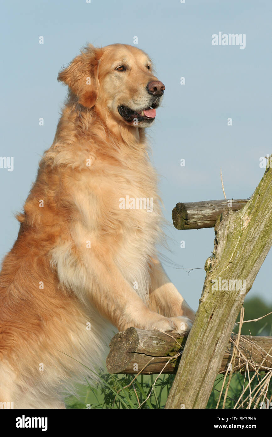 male Golden Retriever Stock Photo - Alamy