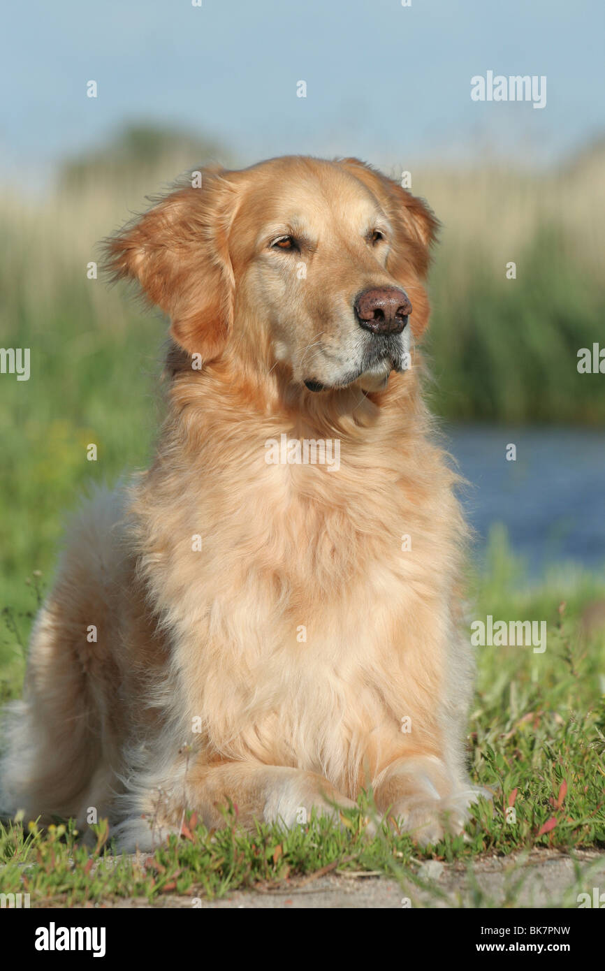 male Golden Retriever Stock Photo - Alamy