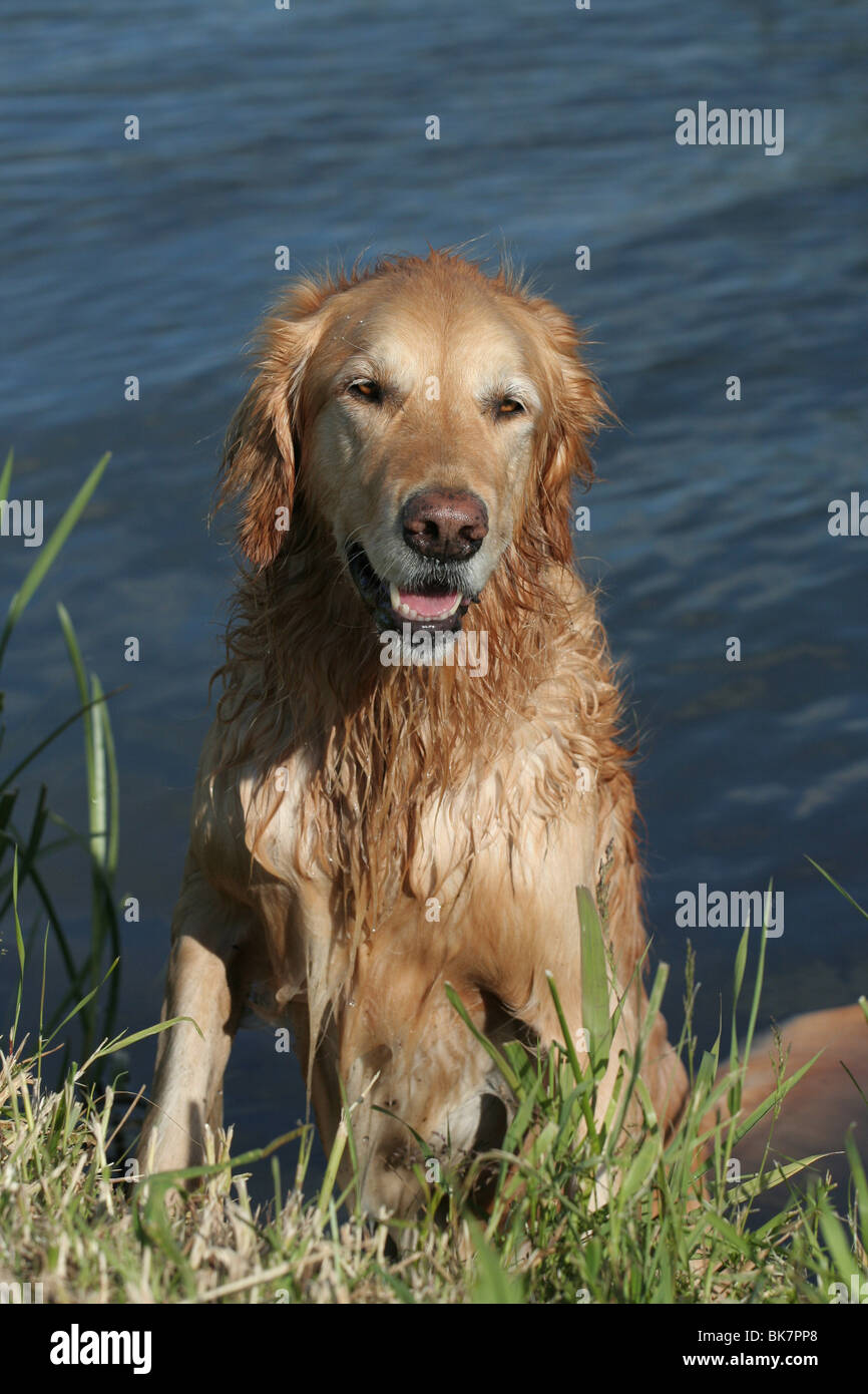 male Golden Retriever Stock Photo - Alamy