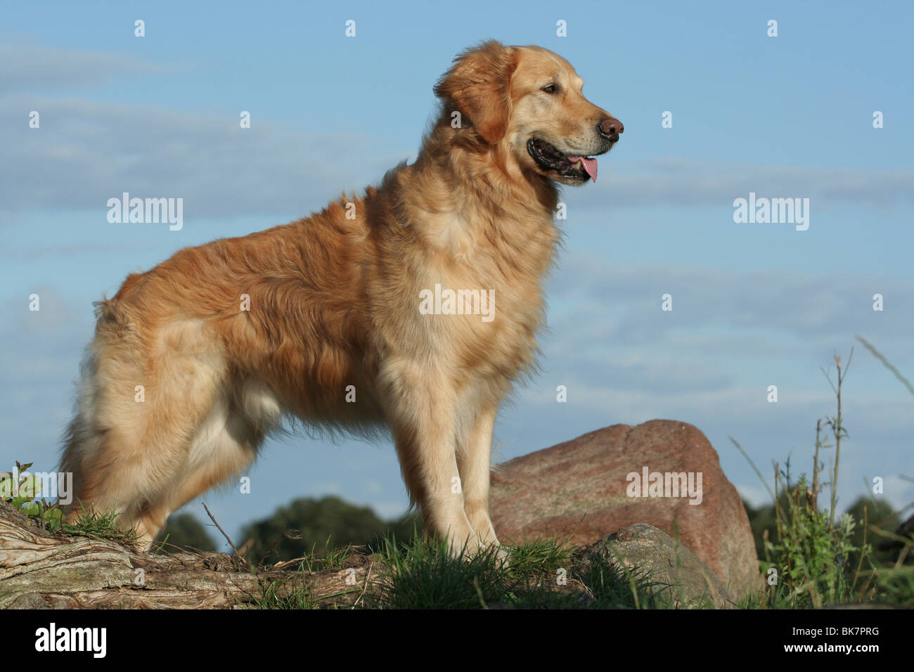 male Golden Retriever Stock Photo - Alamy