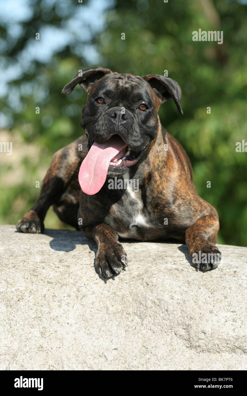 Boxer pants hi-res stock photography and images - Alamy