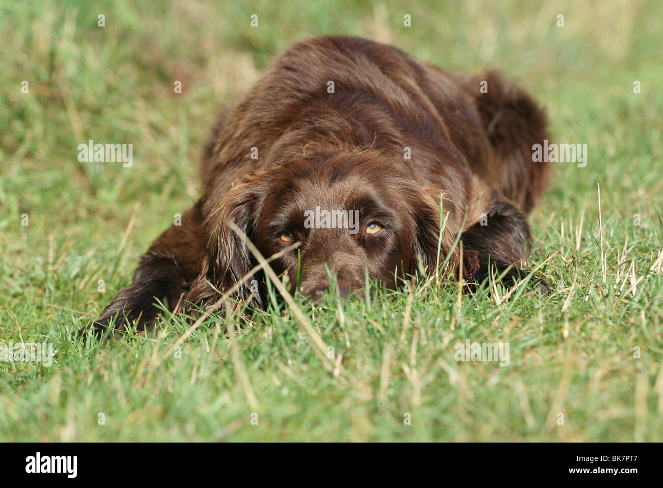 German Longhaired Pointer Stock Photo - Alamy