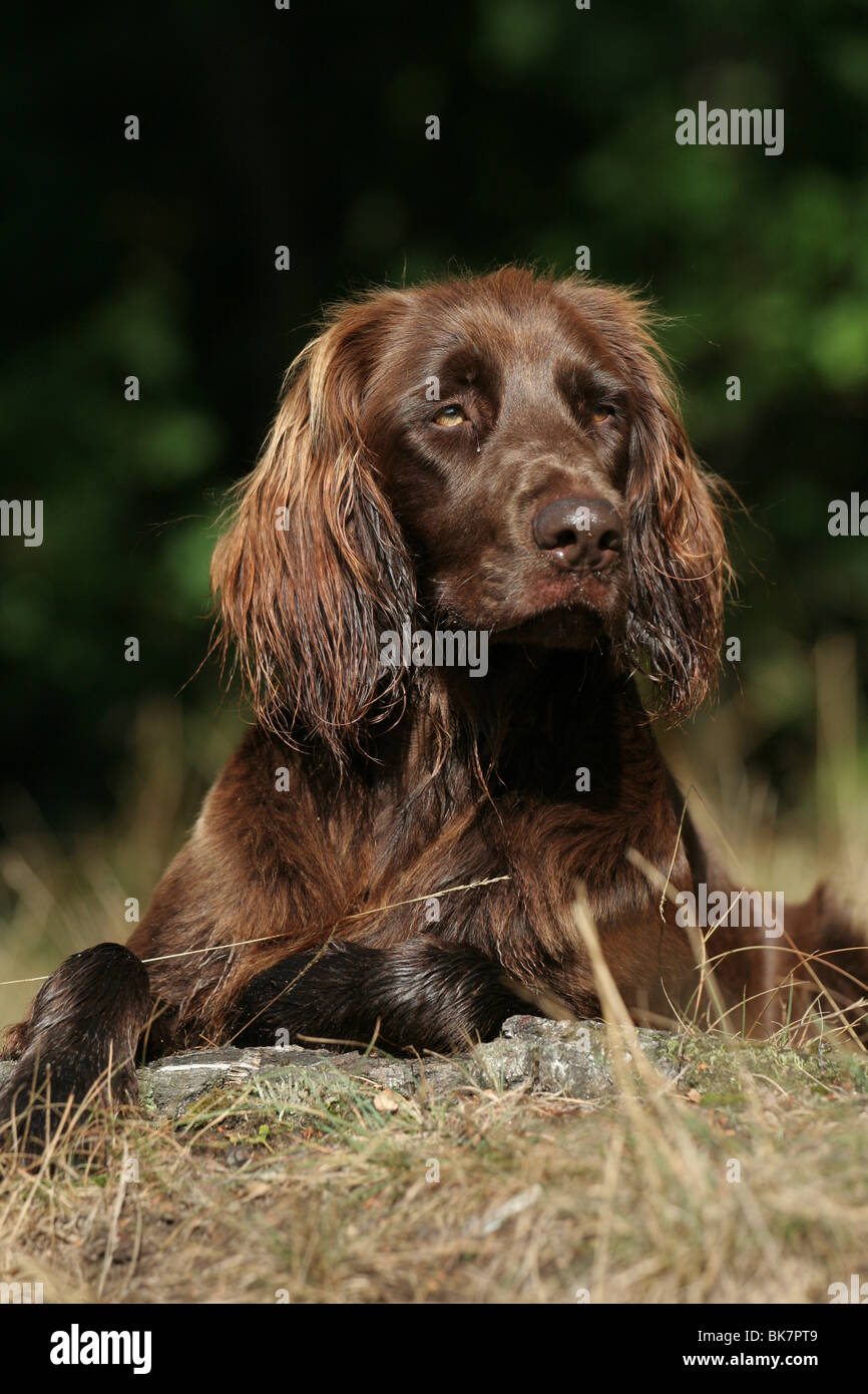 German Long Haired Pointer High Resolution Stock Photography and Images ...
