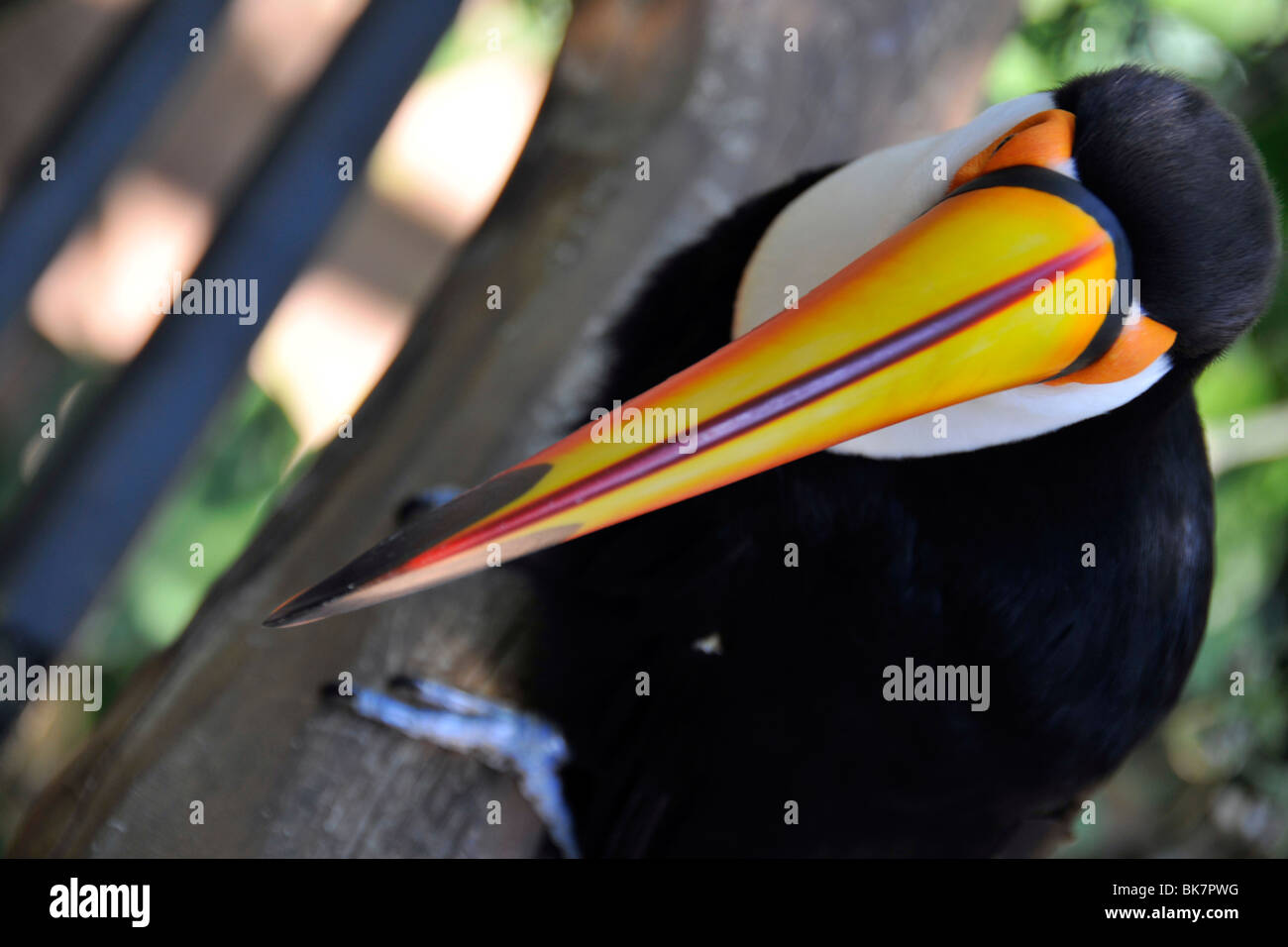 Captive toucan ramphastos toco parque hi-res stock photography and ...