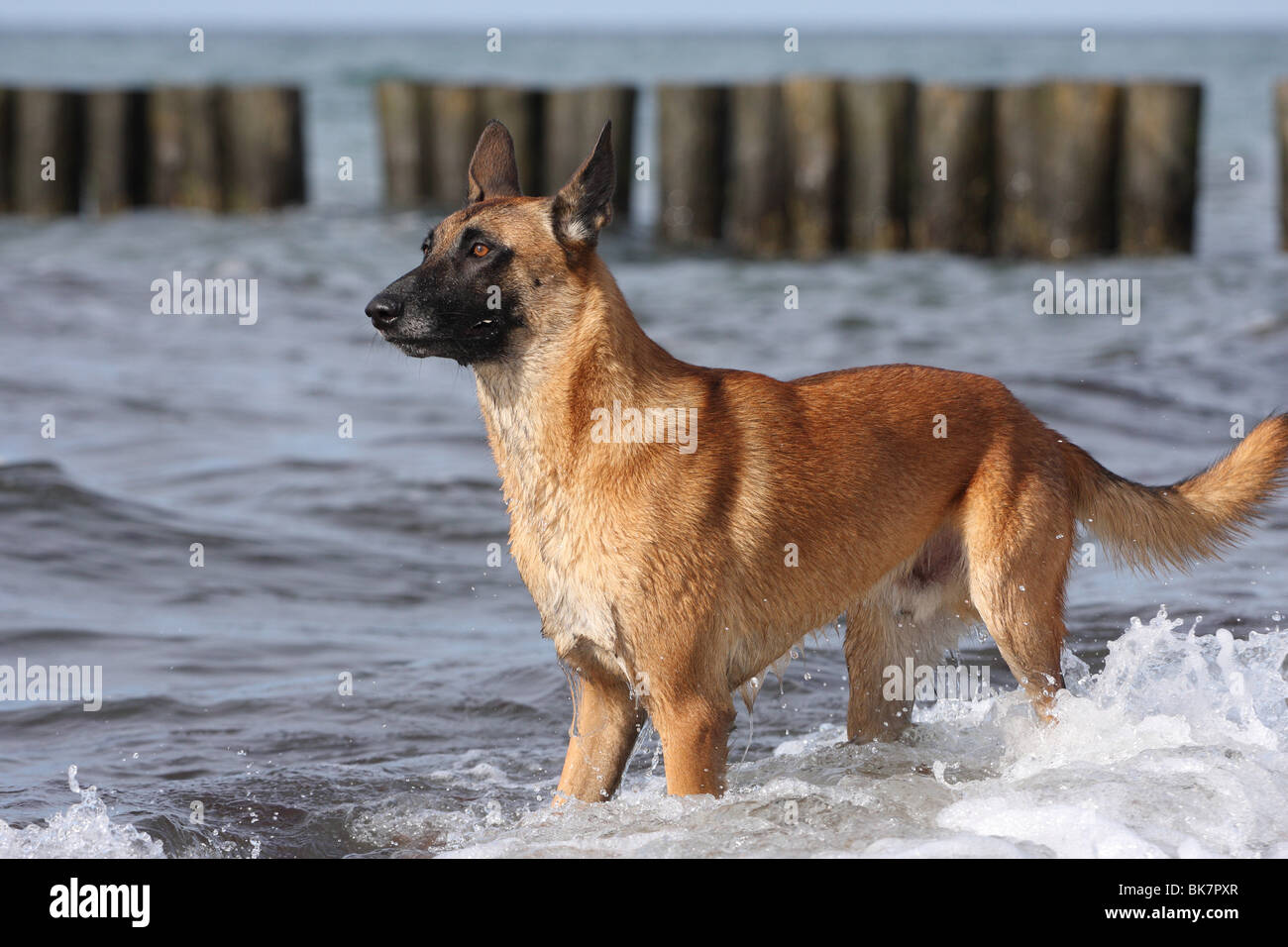 Chien malinois hi-res stock photography and images - Alamy