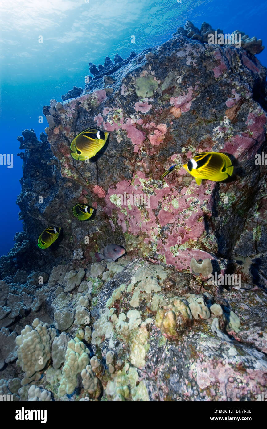 Racoon butterflyfish, Chaetodon lunula, Kailua-Kona, Hawaii Stock Photo ...