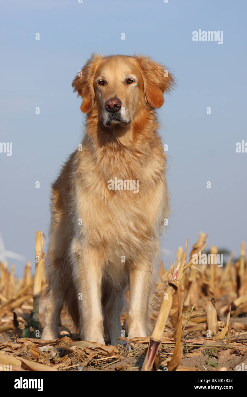 standing Golden Retriever Stock Photo - Alamy